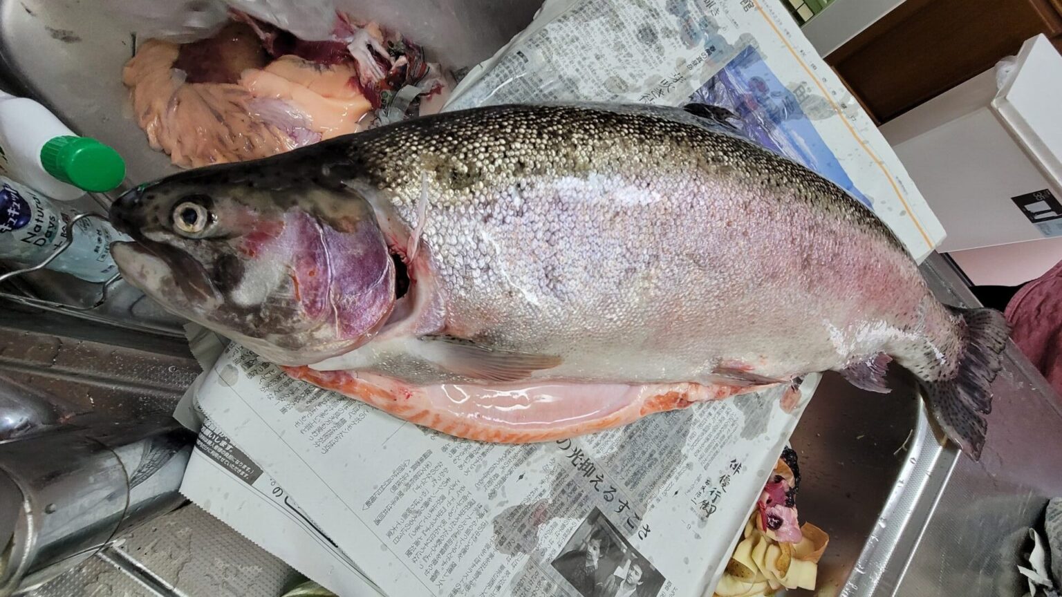 ドナルドソンってどんな魚？刺身で食べても大丈夫？【ニジマス・エリアトラウト】 - ビボロク！～釣りの備忘録～